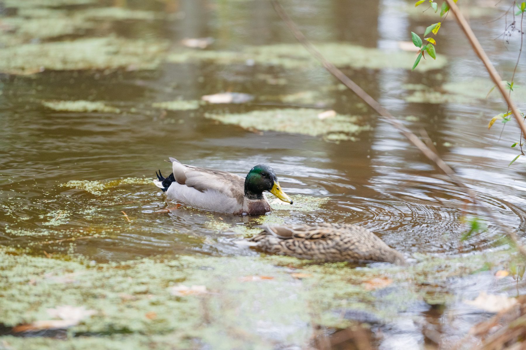 $30M Garden Gateway Project Transforms Sarah P. Duke Gardens - Durham ...
